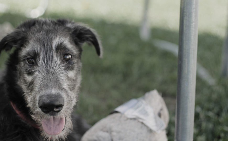 Primeros pasos con tu perro adoptado
